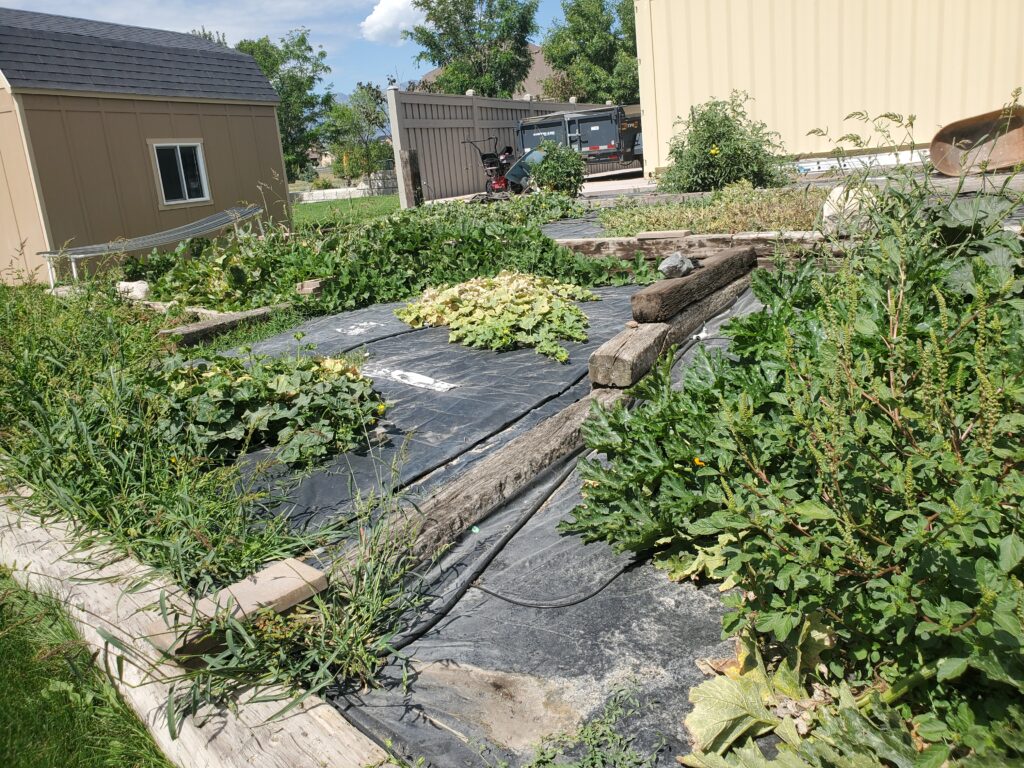 DIY Family Project: Building and Cultivating a Home Garden