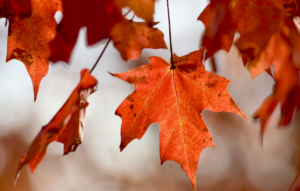 Embracing Autumn: Daily Affirmations for Fall to Balance and Brighten ...